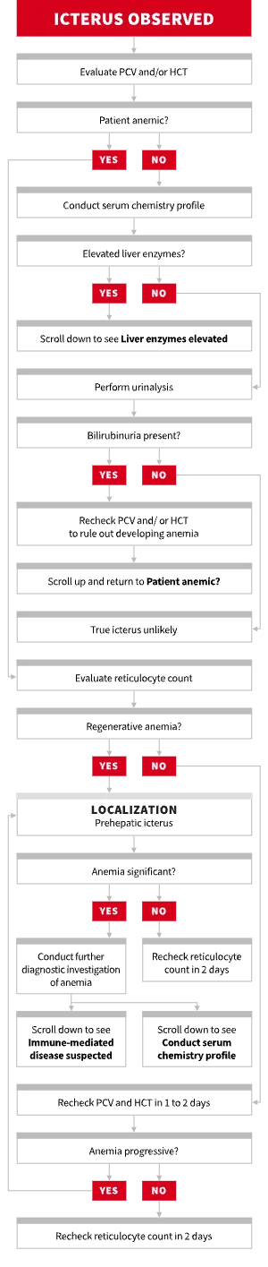 Causes of Icterus (Jaundice) in Dogs | [site:name]