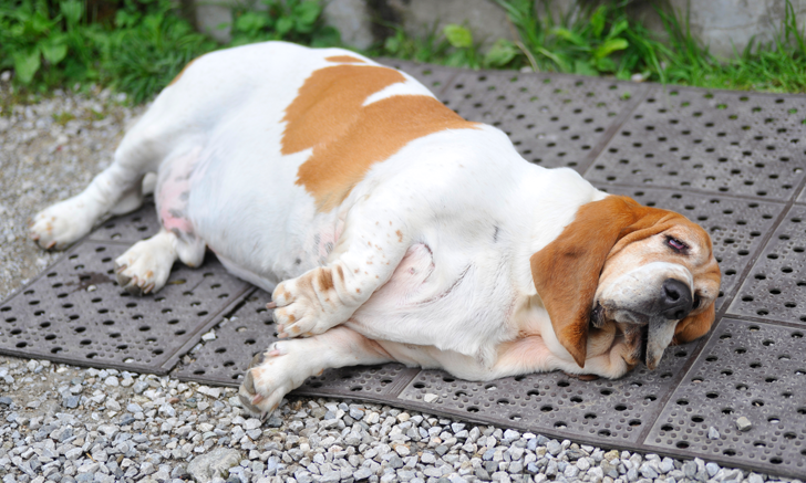 Effect of CCL Treatment on Life Expectancy in Dogs | [site:name]