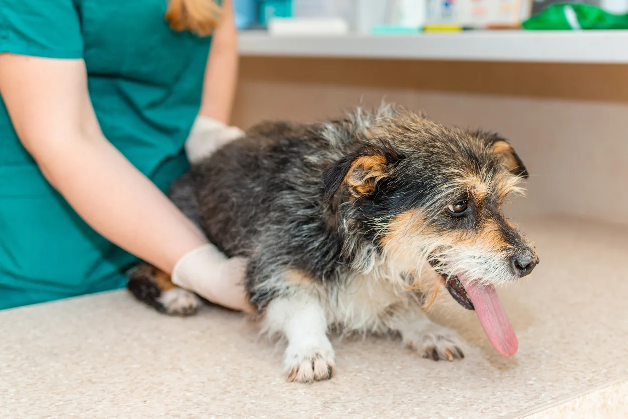 Internal Medicine Insights for Veterinary Clinicians