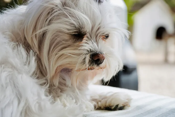 Poorly Regulated Diabetes Mellitus in a Maltese Dog