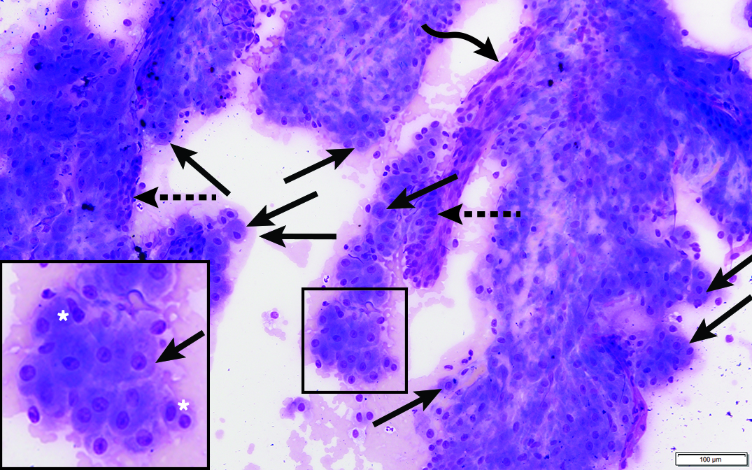 Pedunculated Tail Mass in a Hound | Clinician's Brief