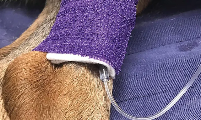 Top Tips for Anesthesia in Fractious Dogs | Clinician's Brief