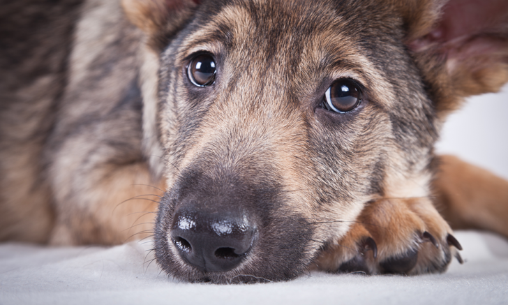 Emesis Induction in Canine Patients: Drug Options