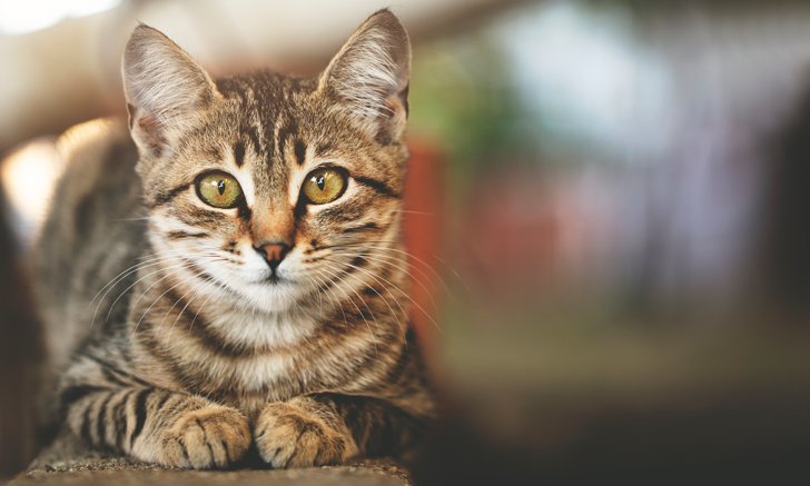 Hypokalemia in Cats Treated with Topical Dorzolamide