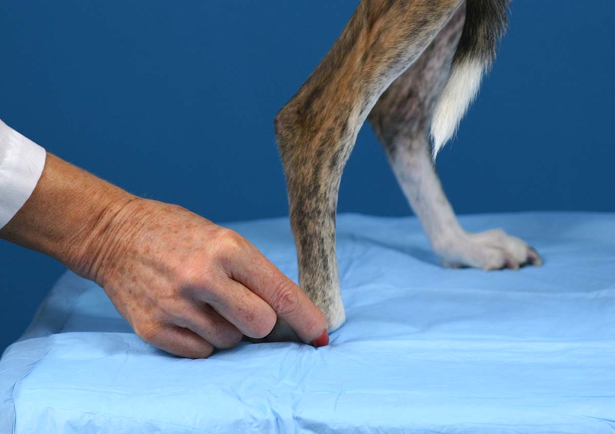 Step-by-Step: The Neurologic Examination | Clinician's Brief