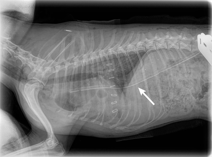 Subcutaneous Emphysema Dog Bite Treatment
