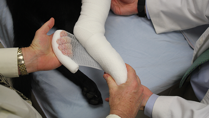 Splint Application | Clinician's Brief