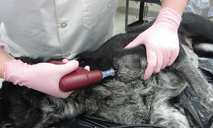 Venous Access in Dogs with Cardiovascular Collapse