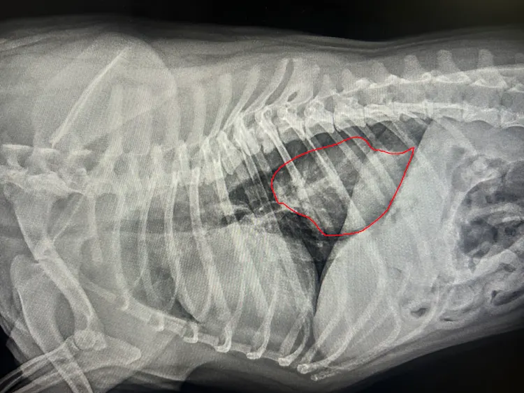 Hiatal Hernia in Dogs: Diagnosis, Risks, & Treatment