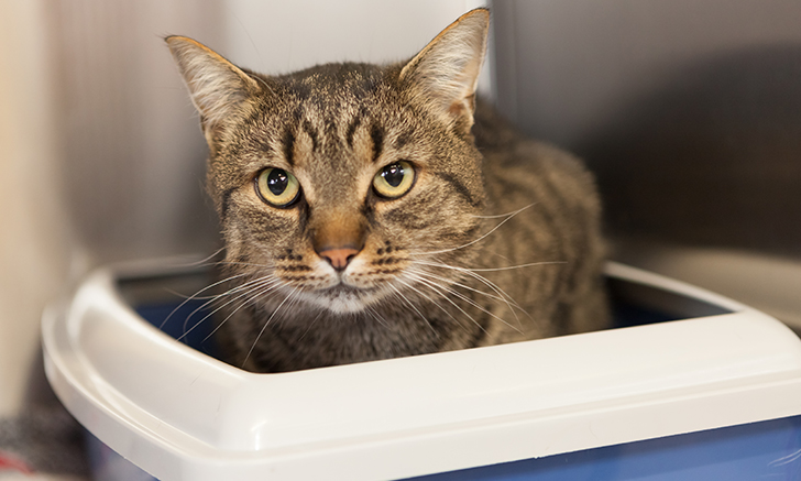 Diagnosing Constipation, Obstipation, & Megacolon in Cats