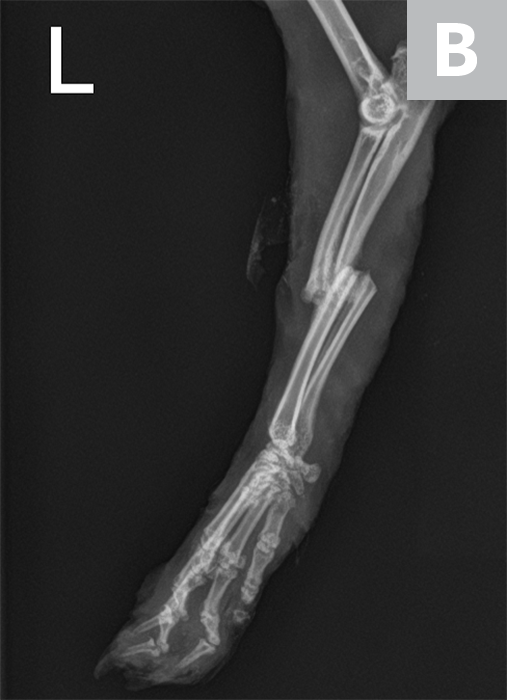 Long-Bone Fractures in Rabbits | Clinician's Brief