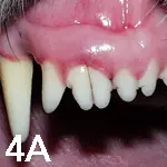 Canine Oral Pathology | Clinician's Brief