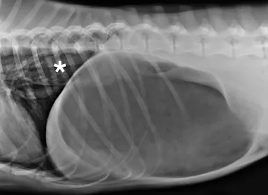 360-Degree GDV vs Gastric Dilatation: Radiographic Clues