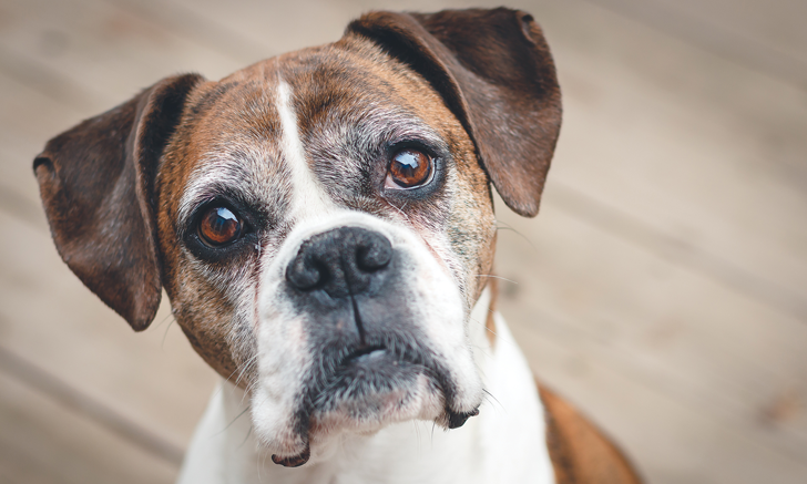 Canine House Soiling