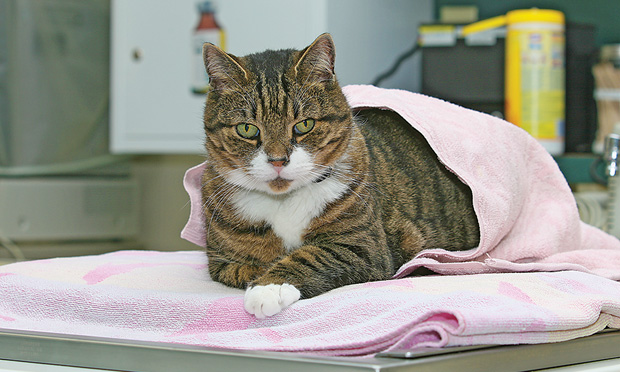 Clinical Suite: Cat-Friendly Practices