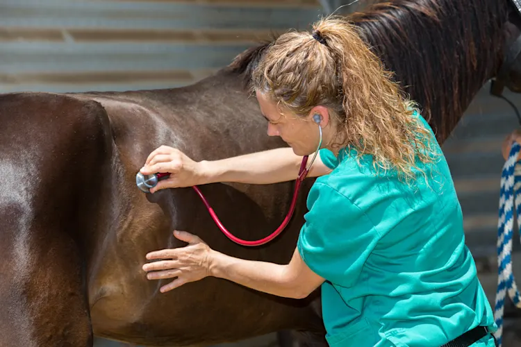 Updates in Acute Canine Pancreatitis