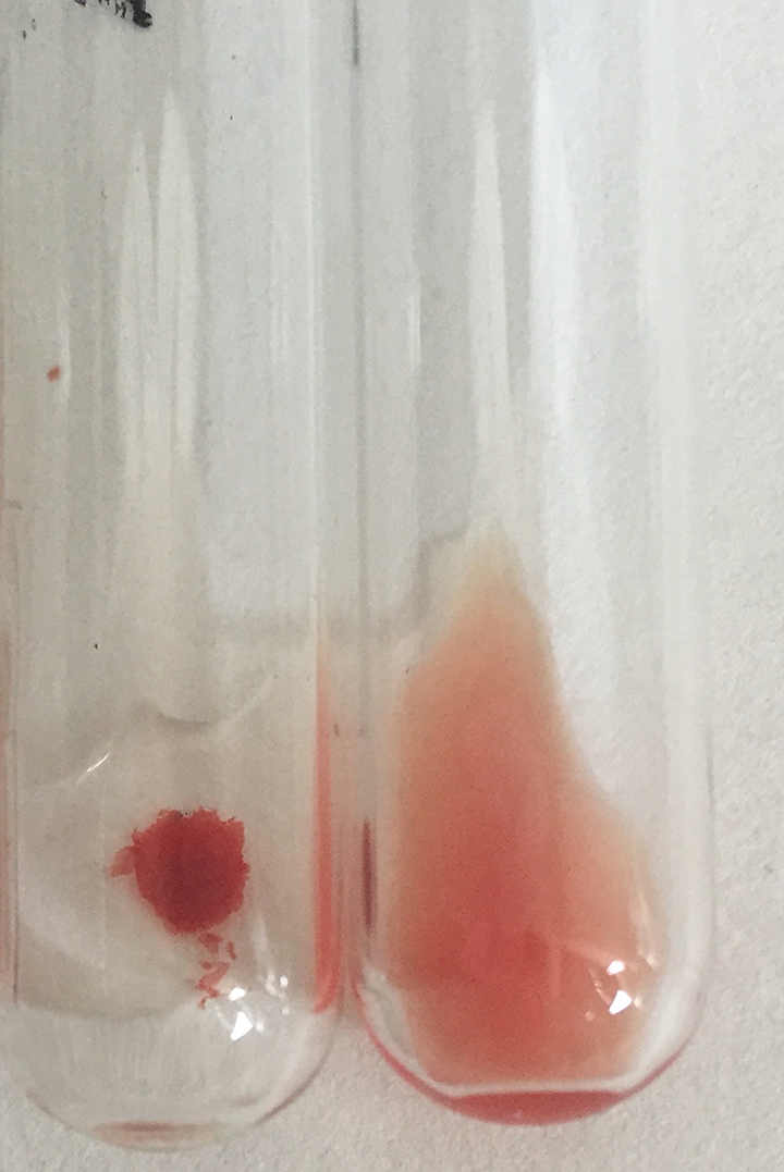 Blood Compatibility in Cats | Clinician's Brief