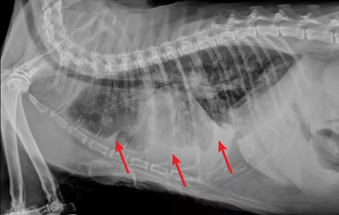 Clinical Image: What Disease Does This Cat Have?