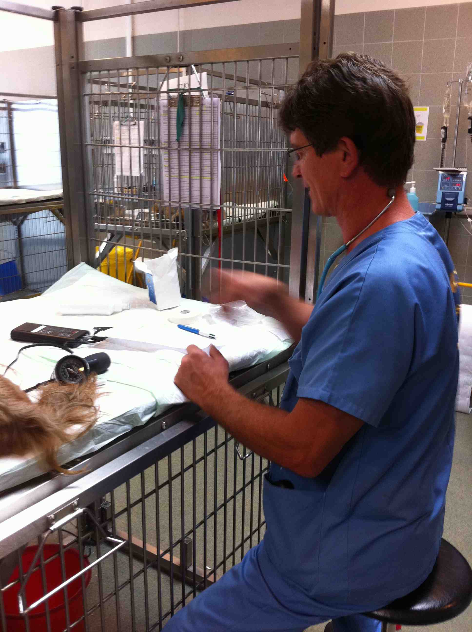 Blood Transfusion in Dogs | Clinician's Brief