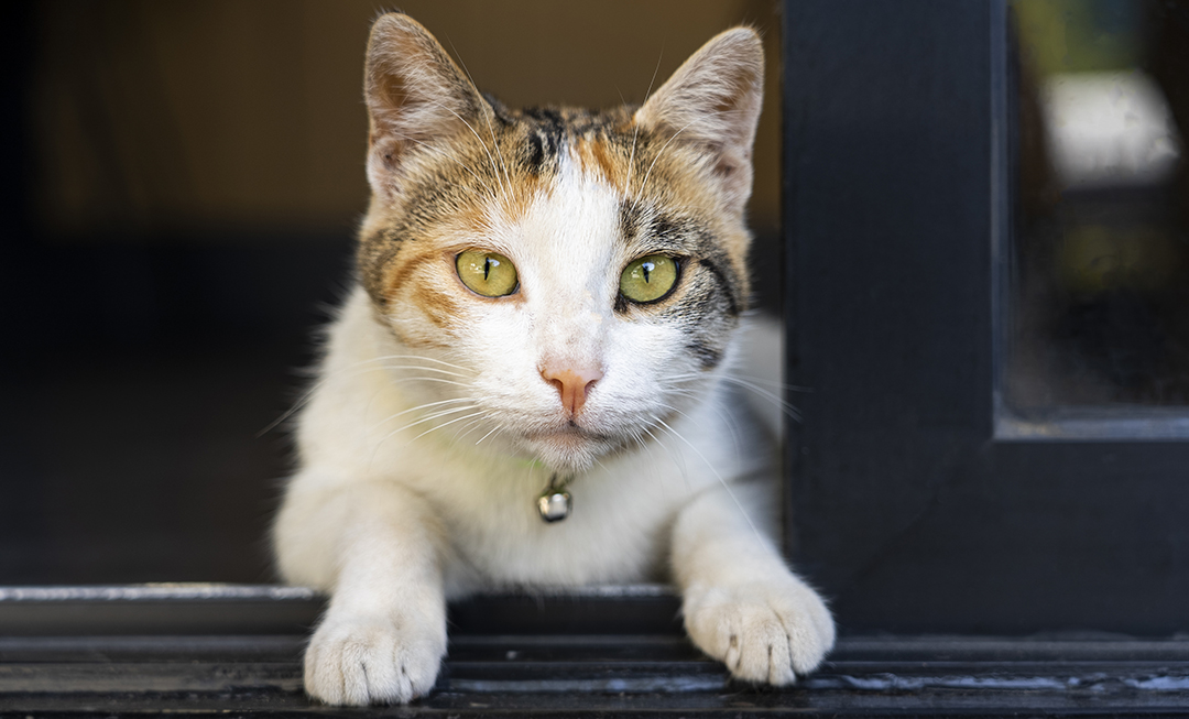 Podcast: The Nutritional Nuances of Cats with Dr. Raditic