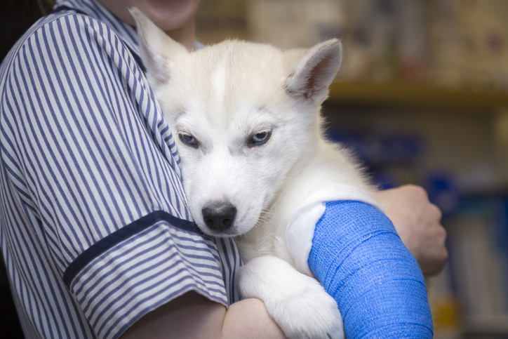 Wound Closure Academy: Veterinary Suturing Techniques & Surgical Knots
