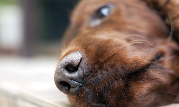 The Case: Lethargy, Inappetence, & Neurologic Signs