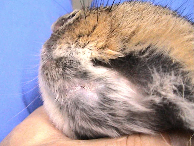 How to Treat Periapical Mandibular Abscess in Rabbits