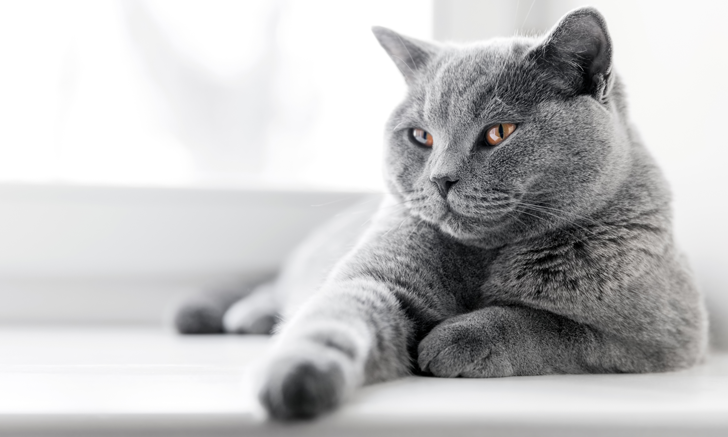 Differential Diagnosis: Proteinuria in Cats