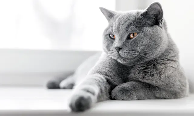 Differential Diagnosis: Proteinuria in Cats