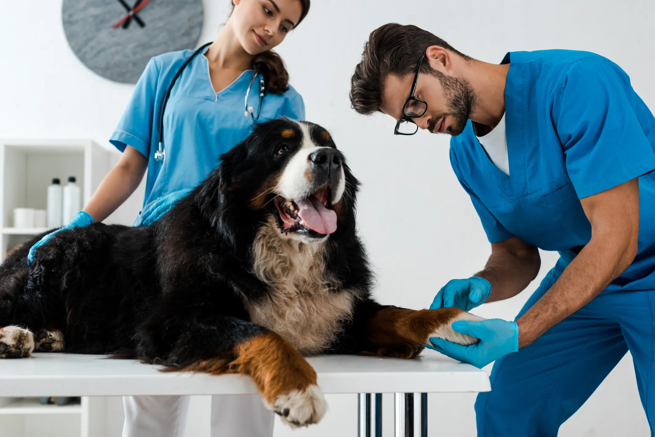 IMPA Relapse in Dogs: What Factors Put Patients at Risk?
