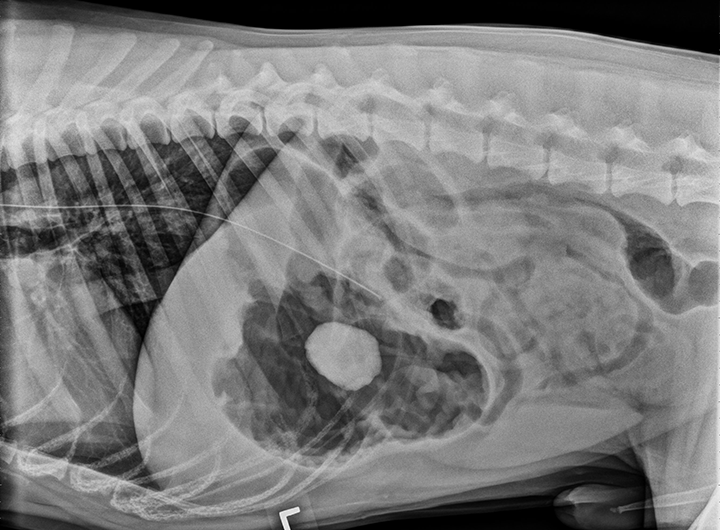 Known Foreign Body Ingestion | Clinician's Brief