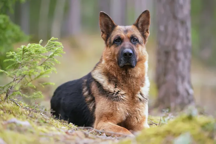 Perianal Fistulae in a Dog: Diagnosis & Management