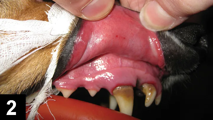 Hypovolemic Shock: Causes, Symptoms, & Treatment | [site:name]