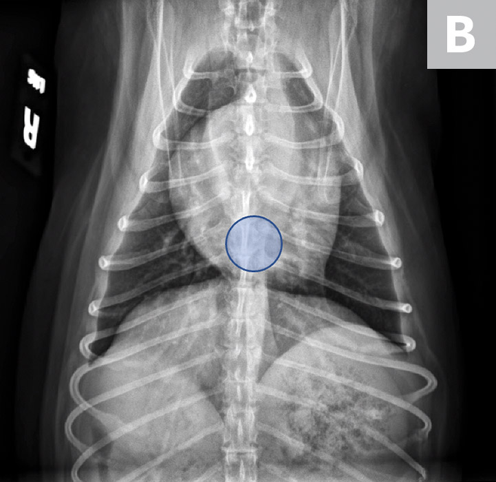 Measuring Vertebral Left Atrial Size in Dogs | Clinician's Brief