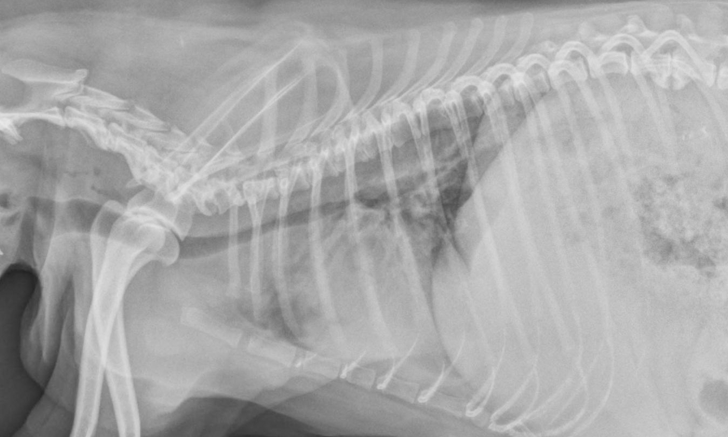 Podcast: Canine Infectious Respiratory Disease Complex with Dr. Dear Podcast: Canine Infectious Respiratory Disease Complex with Dr. Dear