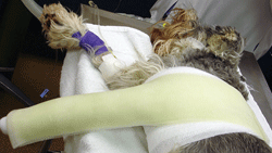 How to Properly Apply a Spica Splint | Clinician's Brief