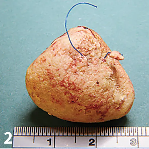 Step-by-Step Guide to Cystotomy in Dogs & Cats