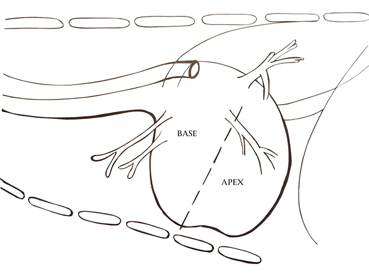 The Basic Cardiology Examination: Veterinary Guide