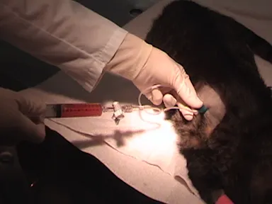 Performing Thoracocentesis: Step-by-Step Guide for Vets