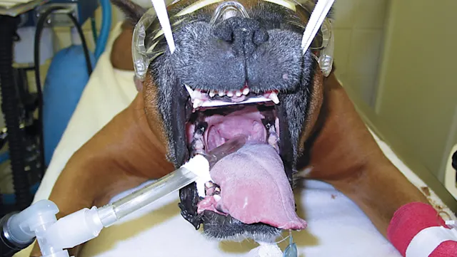 Brachycephalic Syndrome Treatment in Dogs | [site:name]