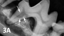 Tooth Resorption in Dogs | Clinician's Brief