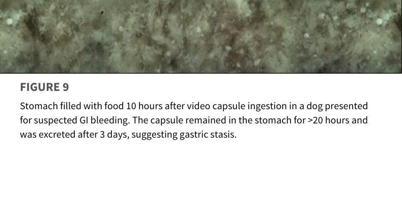 Dog Stomach Ulcers Diagnosis Video You Video - Infoupdate.org