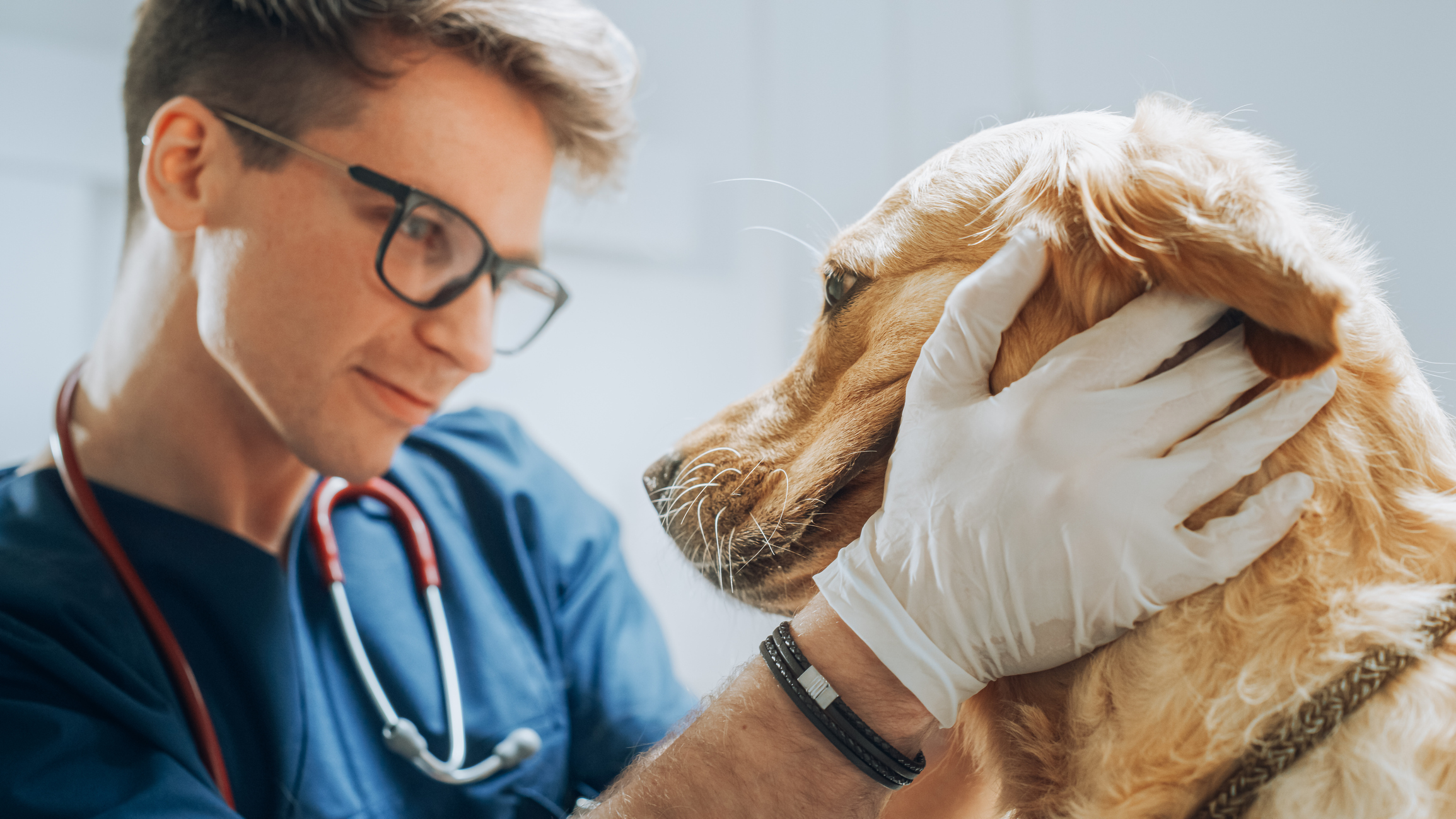 Podcast: 5 Tips for the Recent Veterinary Graduate