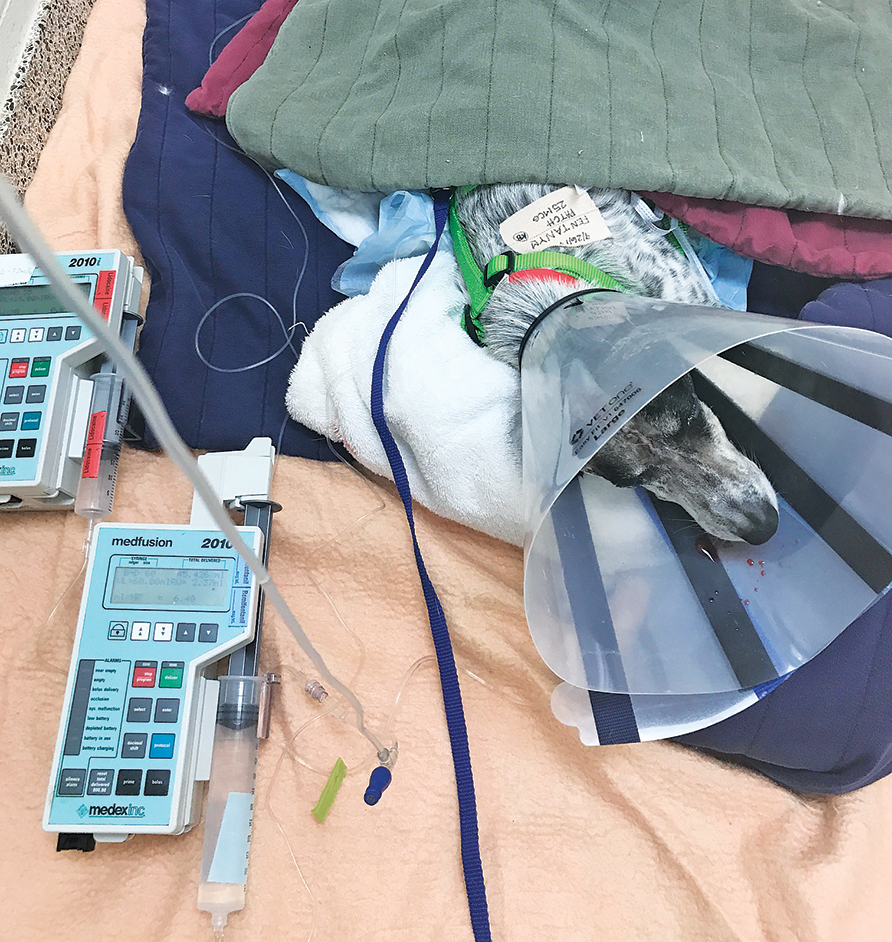 Top 5 Tips for Sedation & Anesthesia in Fractious Dogs | Clinician's Brief