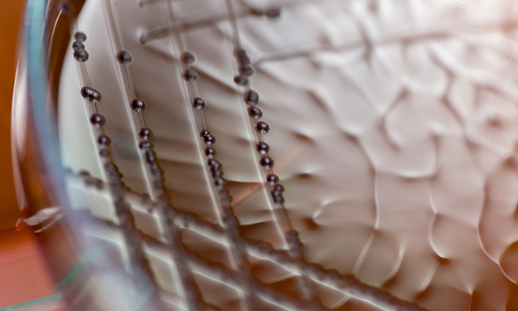 Escherichia coli in Dogs & Cats: Complete Profile for Vets