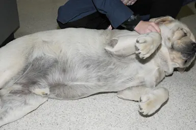 Canine Hypothyroidism: Overview, Diagnosis, Treatment