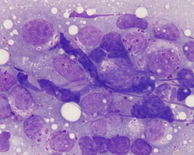 Gastrointestinal Signs in a Cat