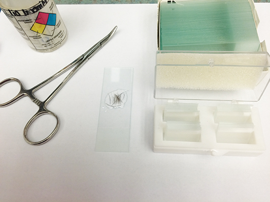 The Use of Trichograms in Veterinary Dermatology | Clinician's Brief