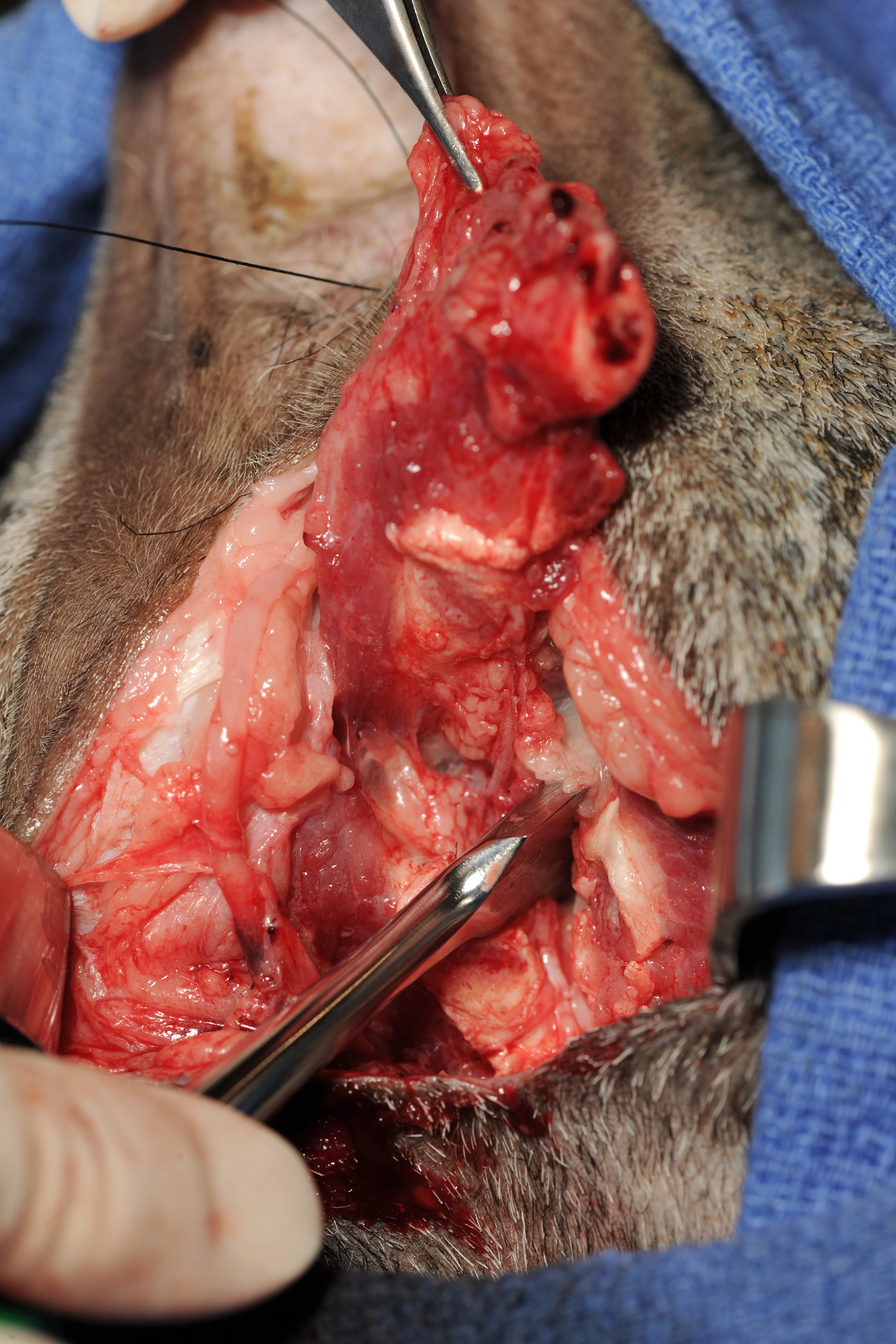 Modified Perineal Urethrostomy for Obstructed Goats