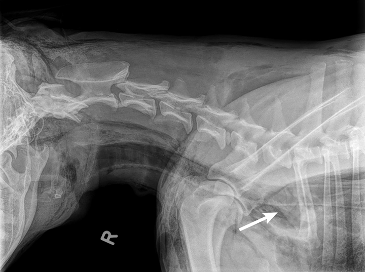 Bite Wounds in Dogs | Clinician's Brief
